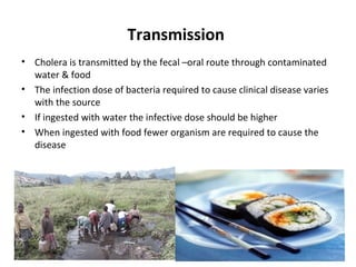 Cholera | PPT