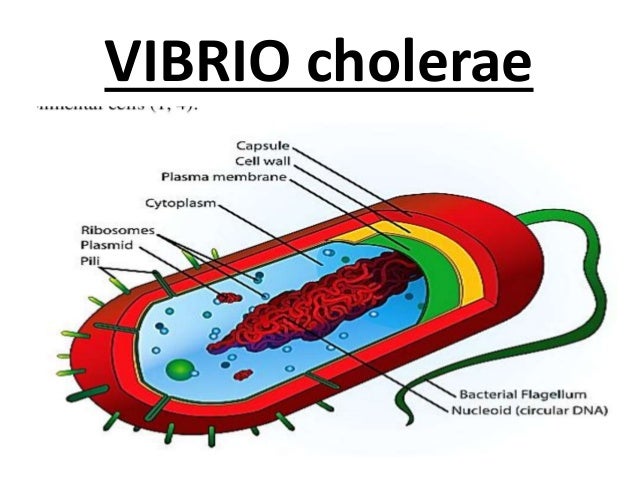Epidemiology of Cholera