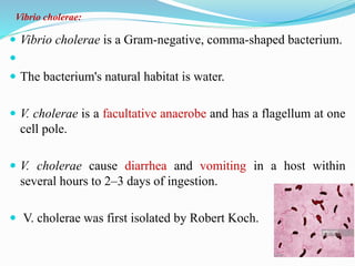 Vibrio Cholerae Gram Stain