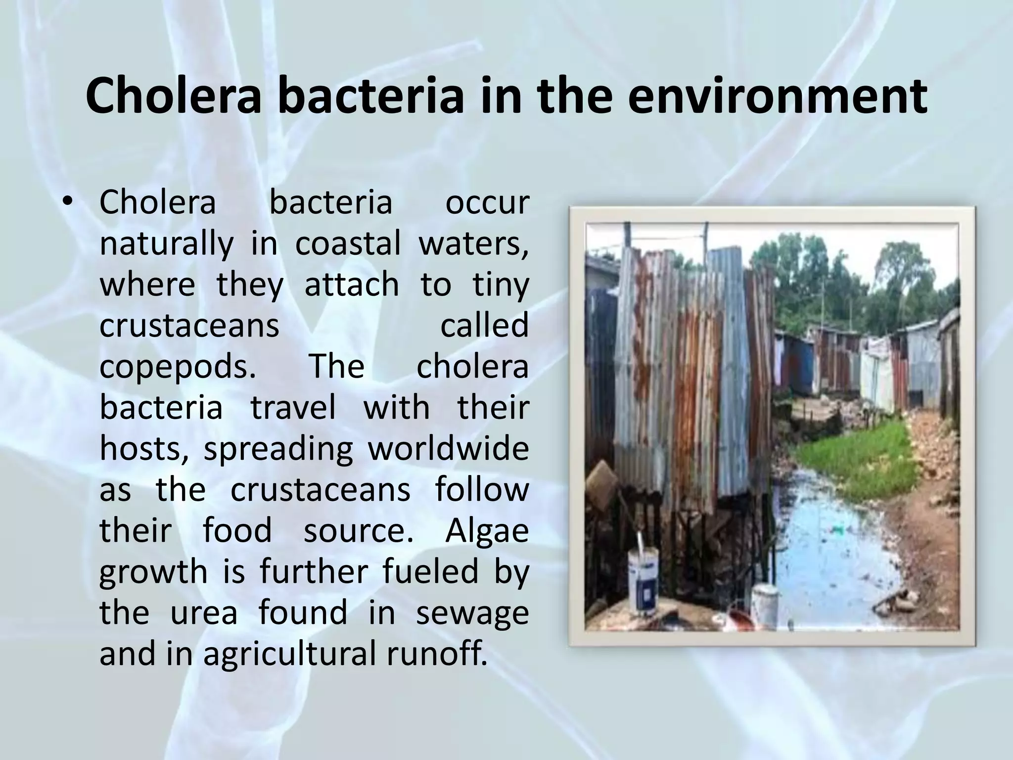 Cholera disease | PPTX
