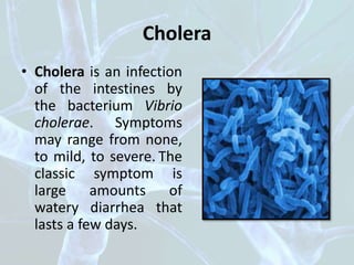 Cholera disease | PPTX