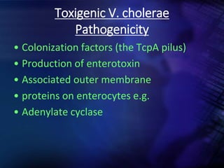 Cholera imu.pptx