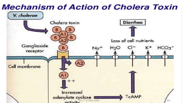 Vibrio cholera PATHOGENESIS K R.pptx | Infectious Diseases | Diseases ...