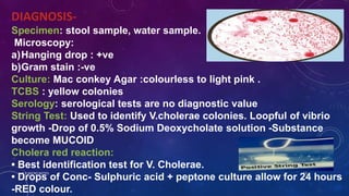 Vibrio cholera PATHOGENESIS K R.pptx