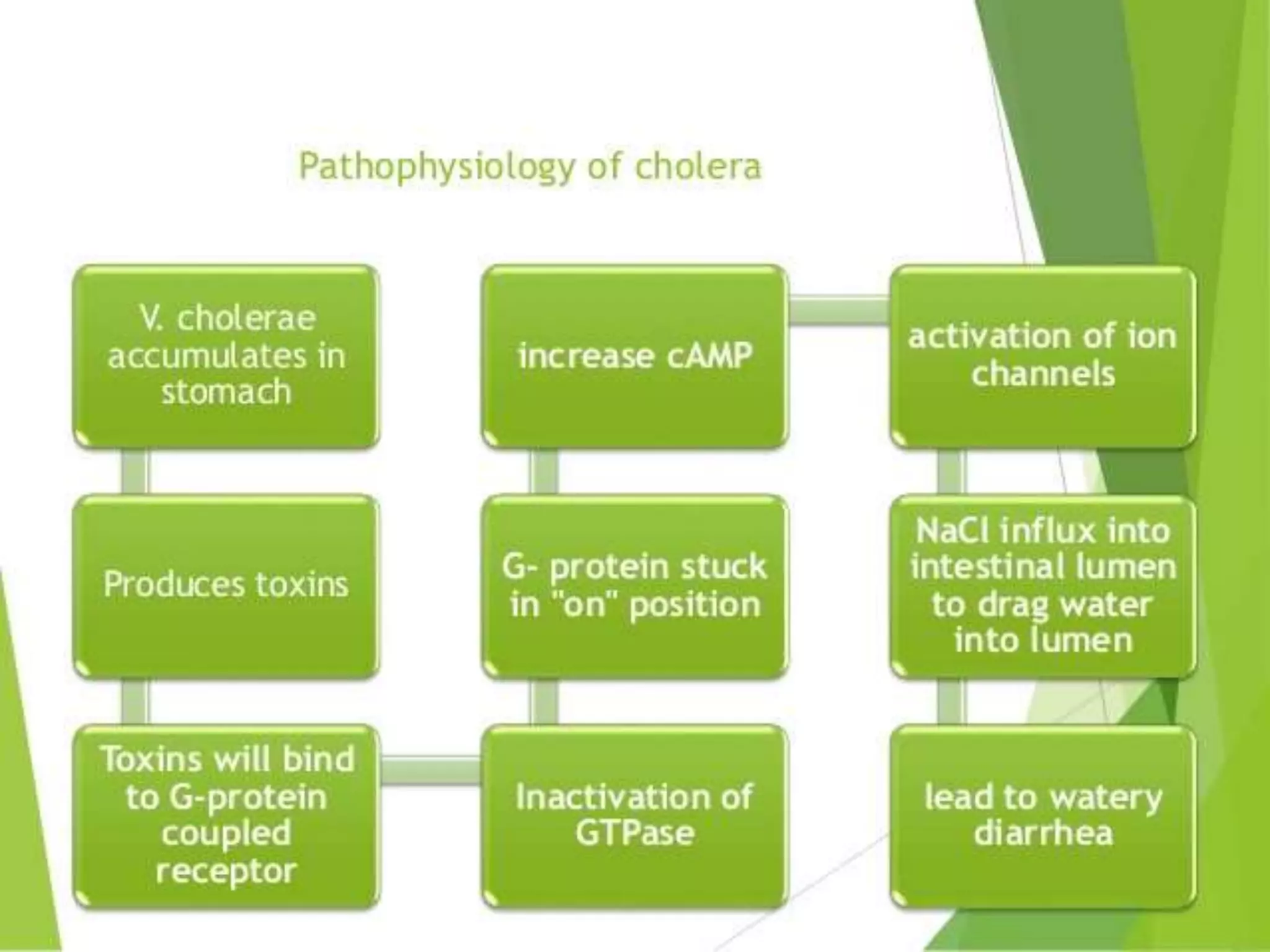 Cholera ppts | PPTX