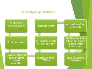 Cholera ppts | PPTX