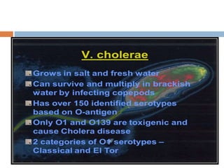 Cholera ppts | PPTX