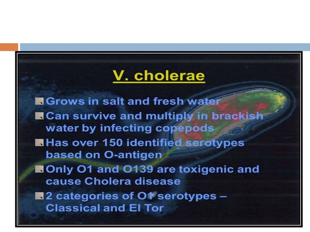 Cholera ppts | PPTX