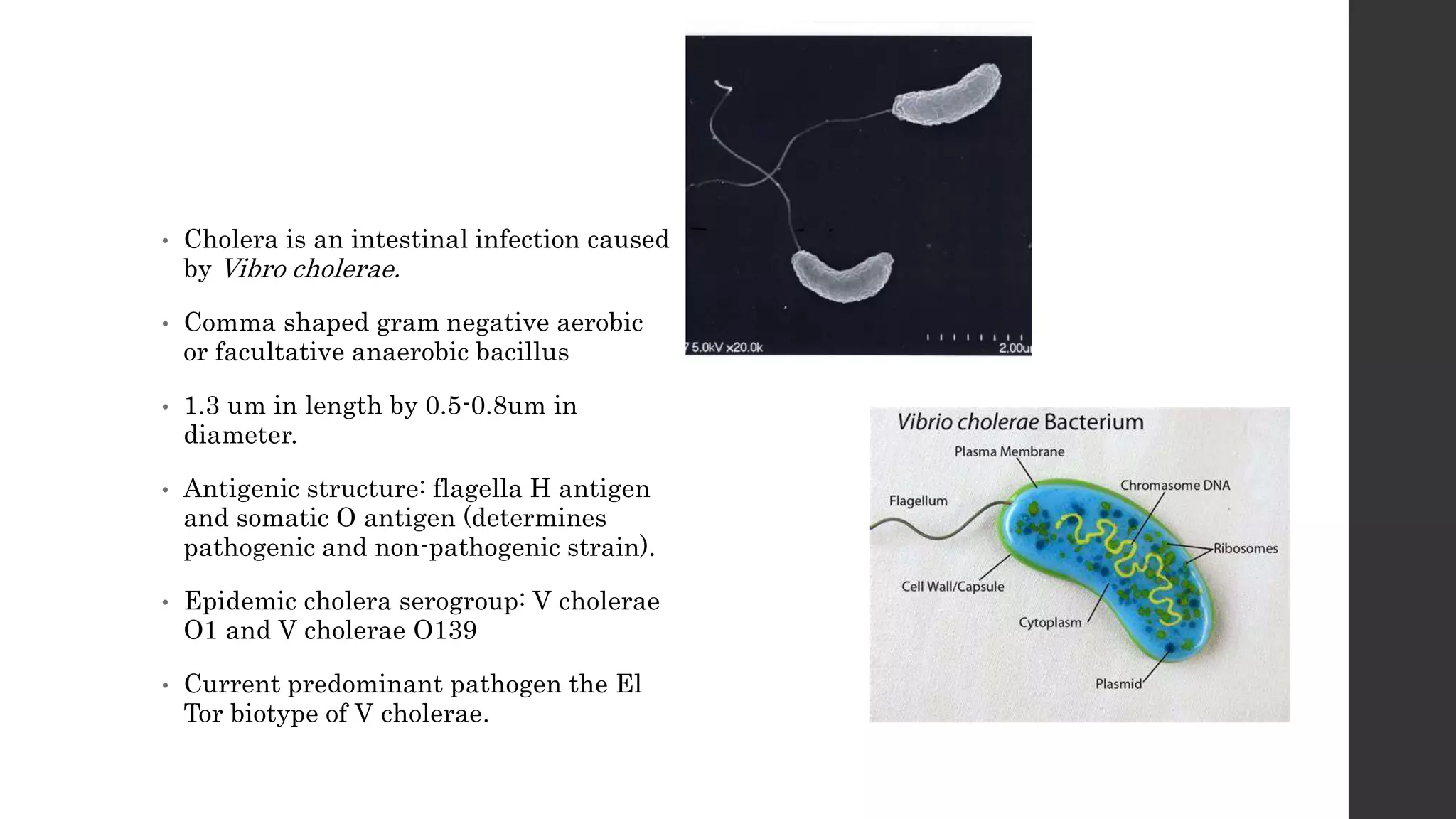 Cholera Presentation.pptx