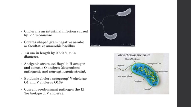Cholera Presentation.pptx