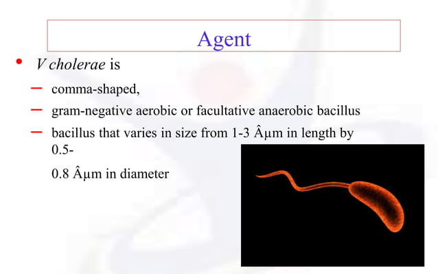 Cholera updated.pptx
