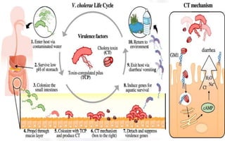 Cholera updated.pptx