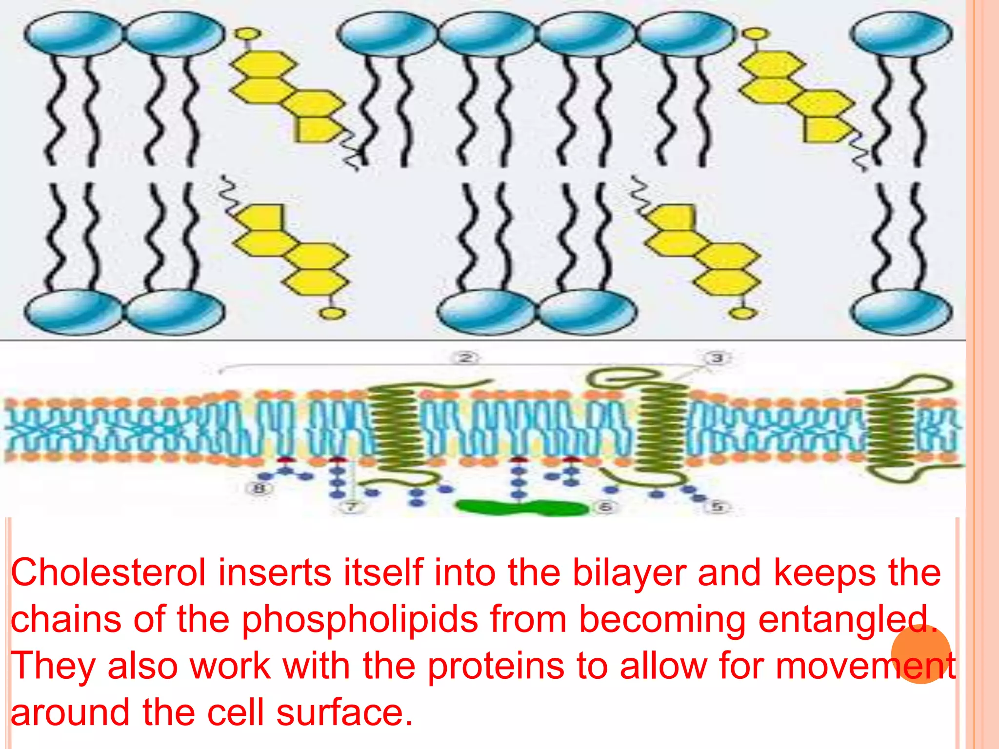 Cholesterol | PPTX