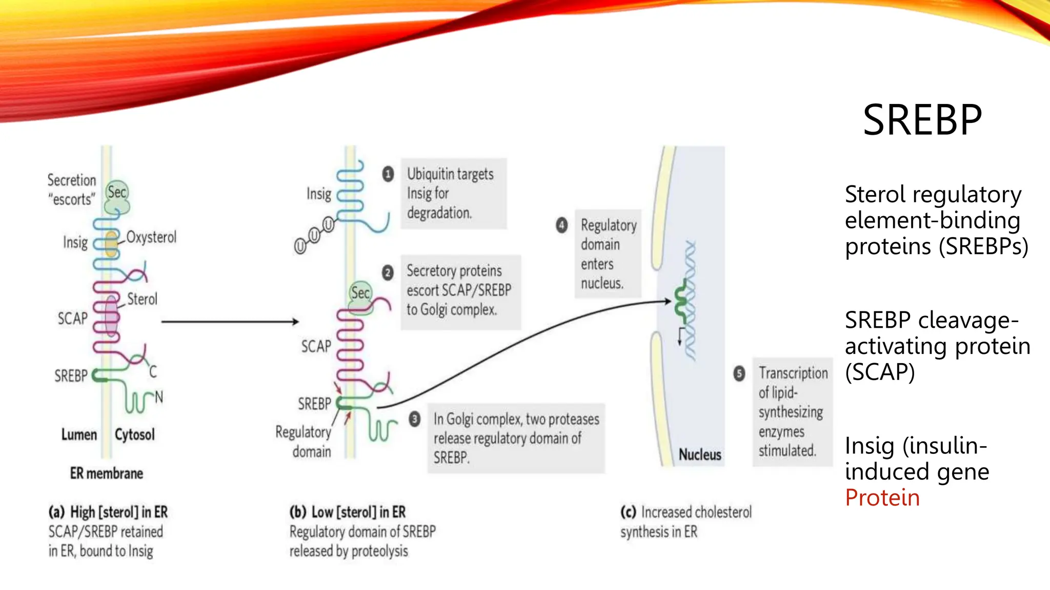 Biochemistry of Cholesterol Metabolism: Lecture | PPTX