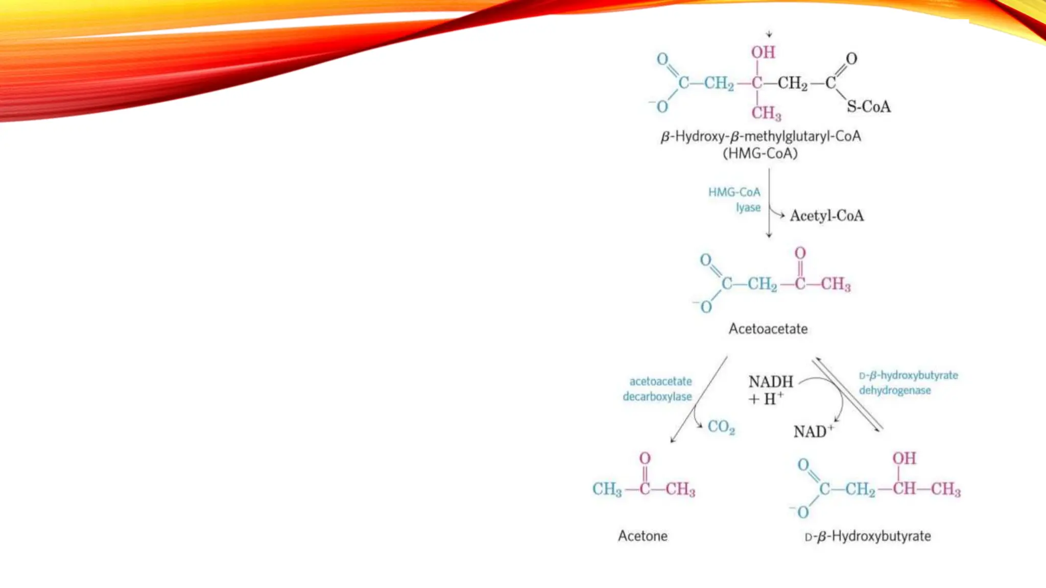 Biochemistry of Cholesterol Metabolism: Lecture | PPTX