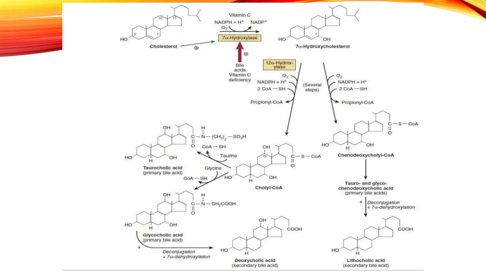 Biochemistry of Cholesterol Metabolism: Lecture | PPTX
