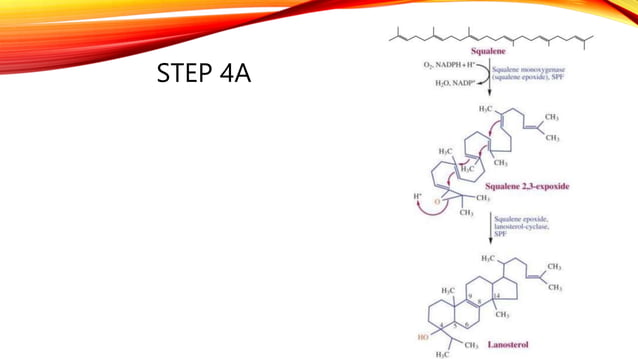 Biochemistry of Cholesterol Metabolism: Lecture | PPTX | Chemistry | Science