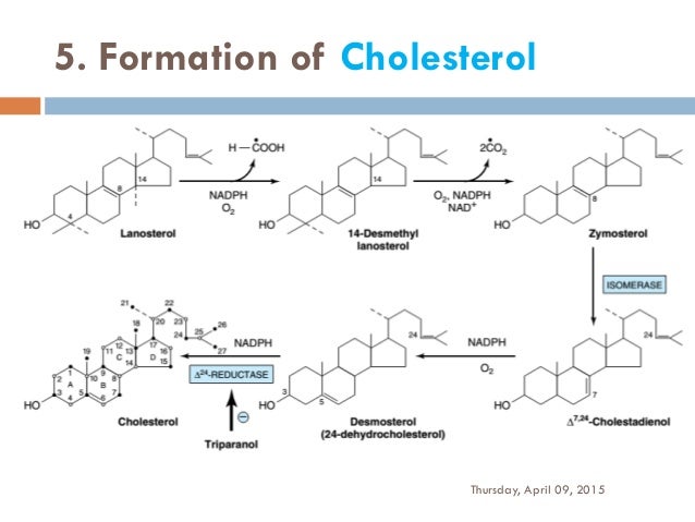 Cholesterol biosynthesis