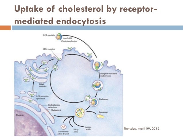 Receptor Mediated Endocytosis Ldl