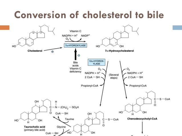 Cholesterol biosynthesis