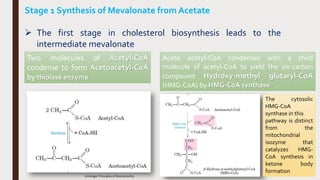 Cholesterol Biosynthesis | PPTX