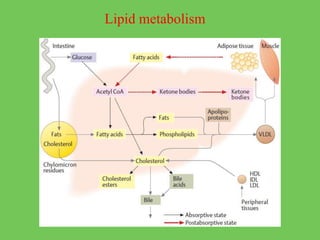 Cholesterol metabolism | PPSX | Endocrine and Metabolic Diseases ...