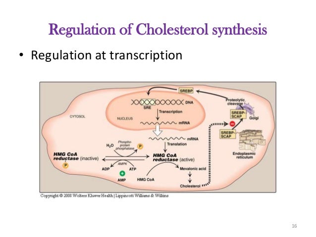 Cholesterol metabolism