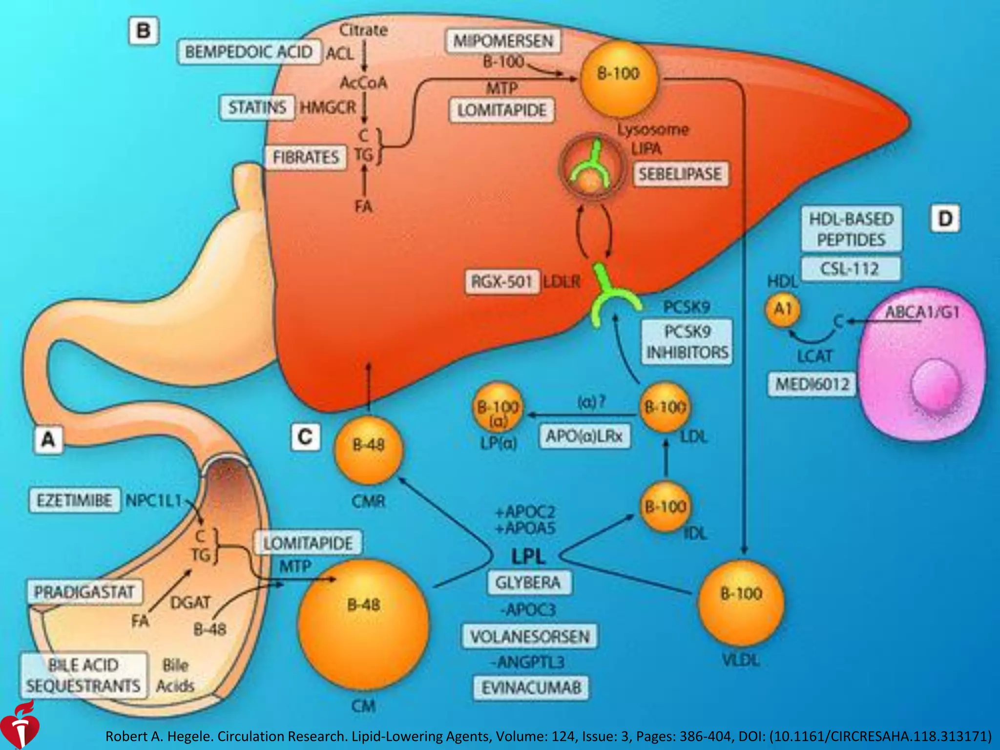 Cholesterol metabolism-Dyslipidemia managment.pdf