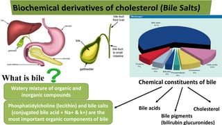 cholesterol_metabolism_2_-_without_record.pdf