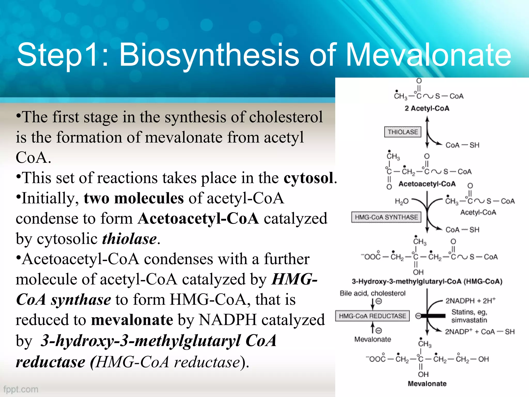 Cholesterol Biosynthesis | PPT