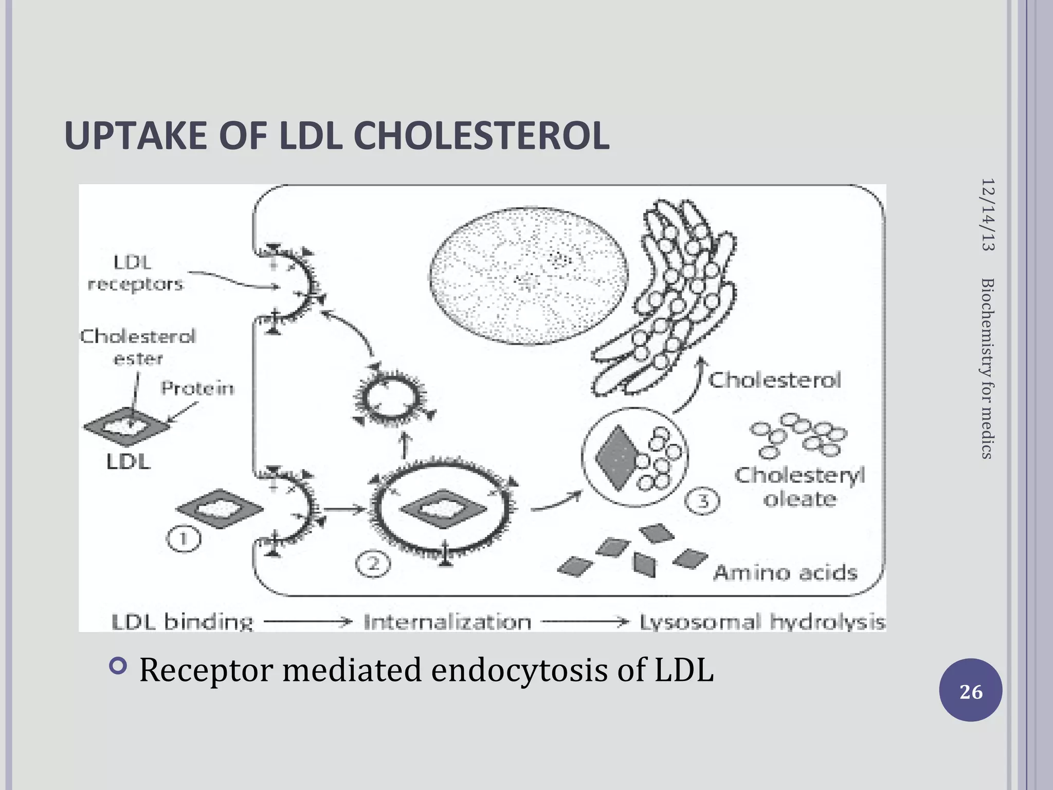 Cholesterol synthesis steps and regulation | PPT
