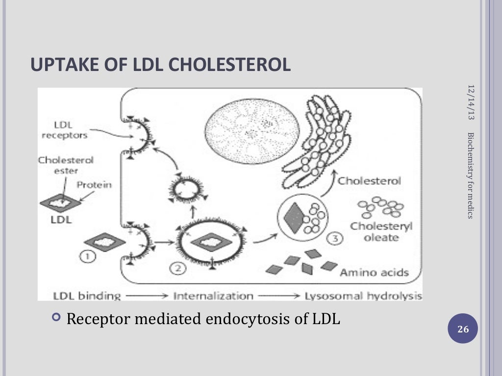 Cholesterol synthesis steps and regulation