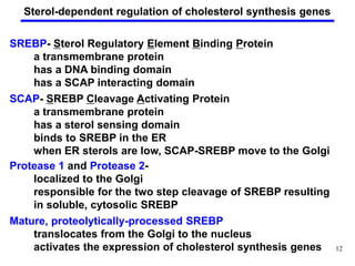 Cholesterol synthesis and breakdown | PPT