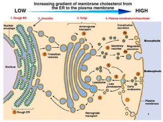 Cholesterol synthesis and breakdown | PPT