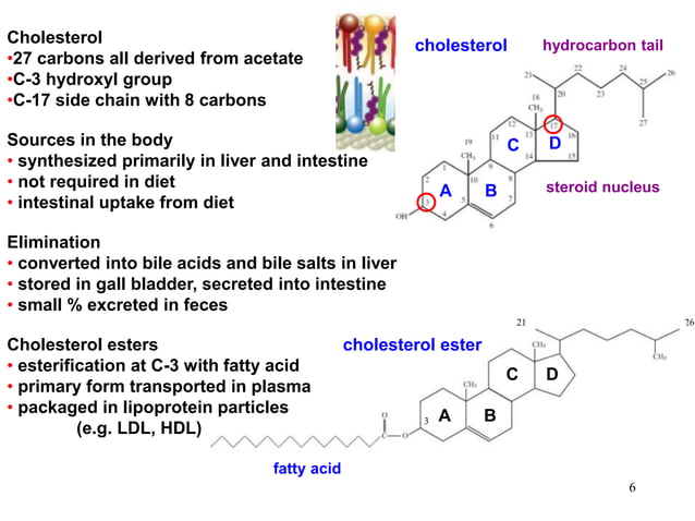 Cholesterol synthesis and breakdown | PPT
