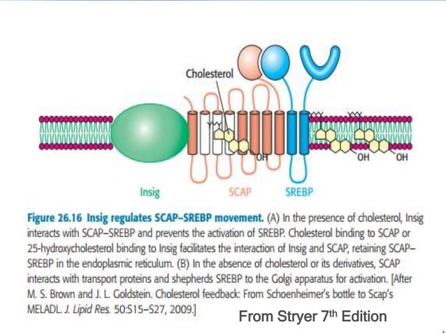 Cholesterol synthesis,transport and excretion | PPTX | Chemistry | Science