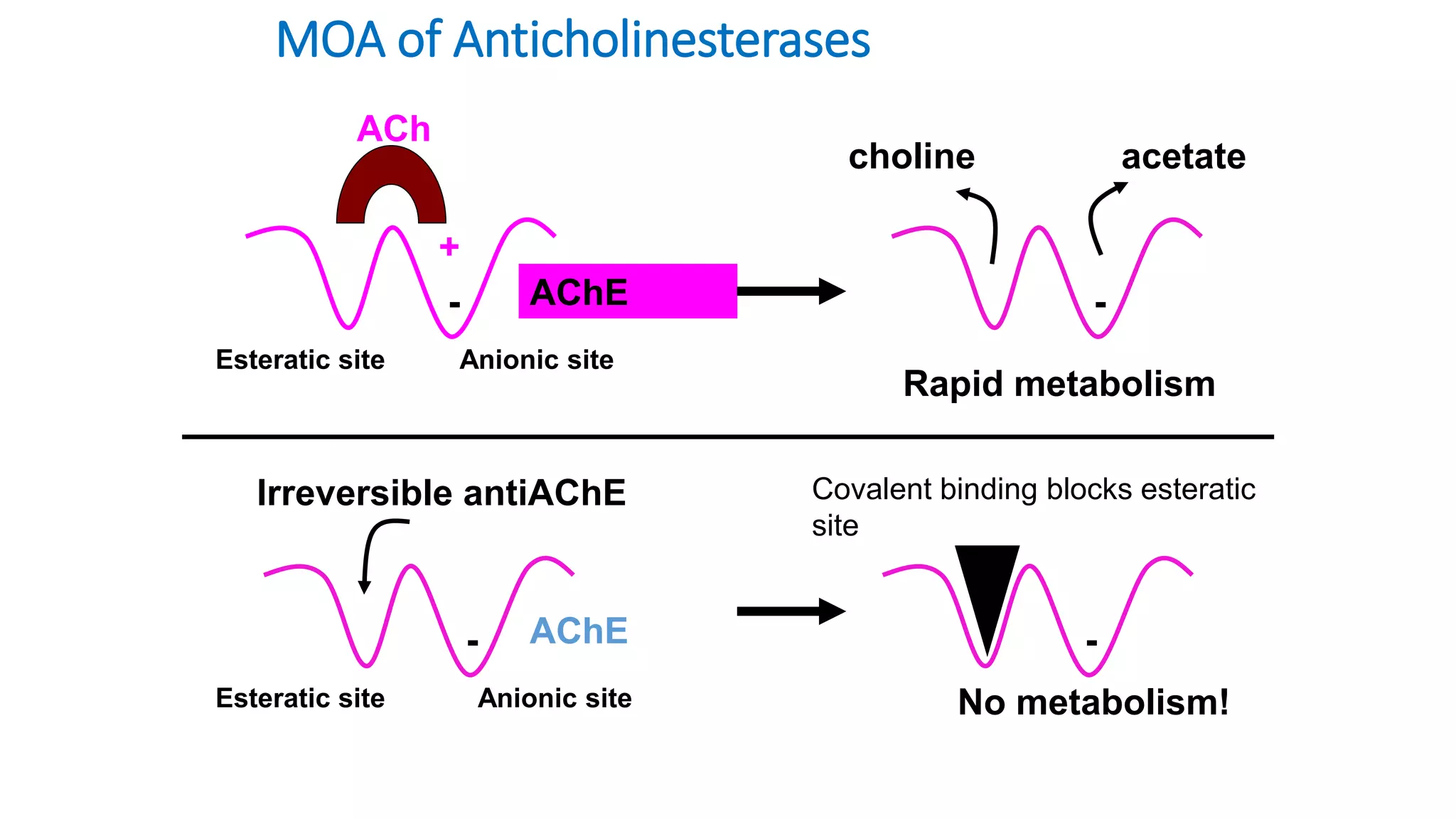 Cholinergic and Anticholinesterase drugs | PPTX