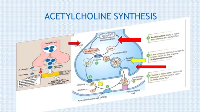 Cholinergic and Anticholinesterase drugs | PPTX | Brain and Nervous ...