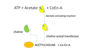 Cholinergic and Anticholinesterase drugs | PPTX | Brain and Nervous ...
