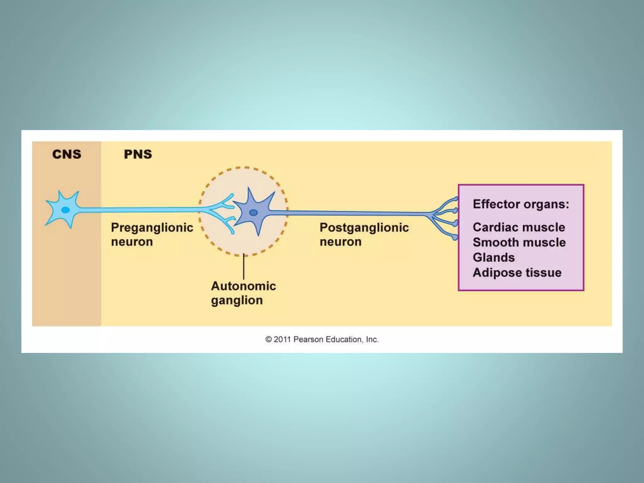 Cholinergic system and drugs | PPTX | Brain and Nervous System ...