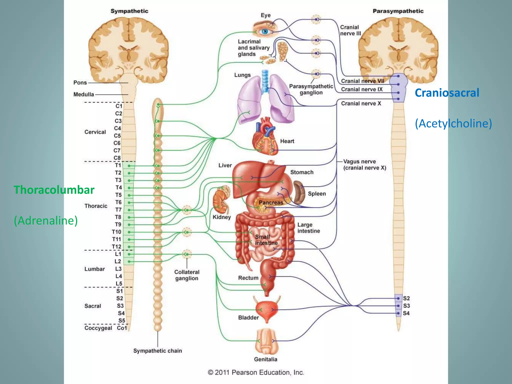 Cholinergic system and drugs | PPTX | Brain and Nervous System ...