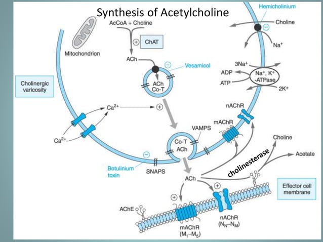 Cholinergic system and drugs | PPTX | Brain and Nervous System ...