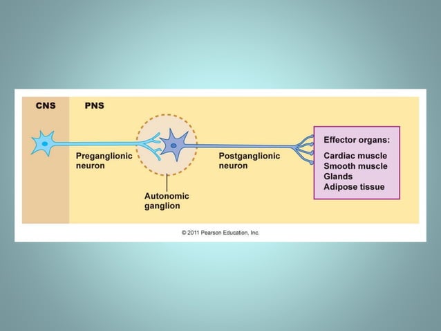 Cholinergic system and drugs | PPTX | Brain and Nervous System ...