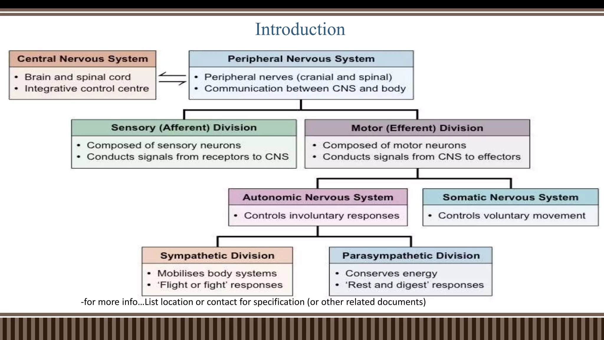 Cholinergic & Adrenergic Transmission.pptx