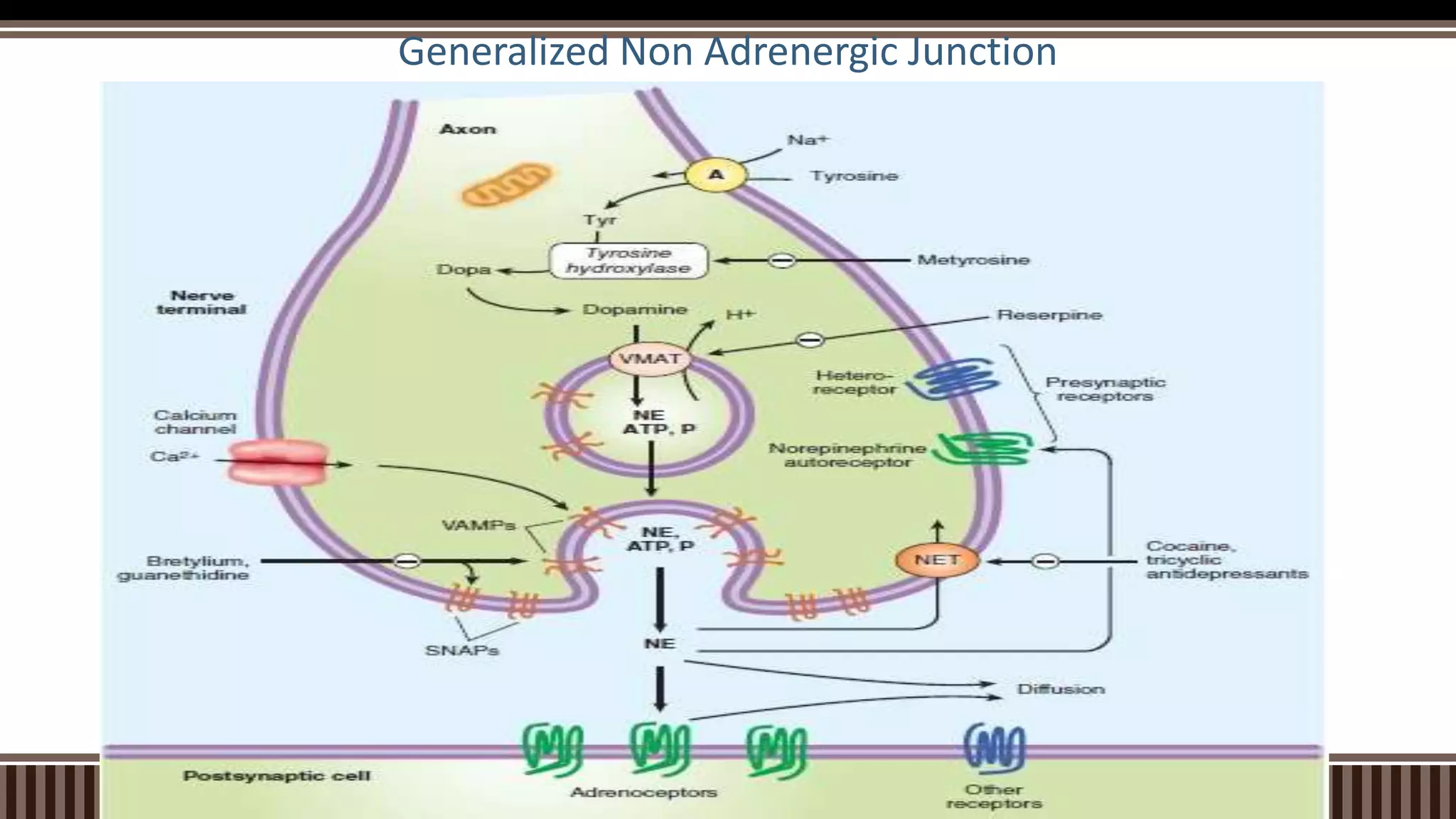 Cholinergic & Adrenergic Transmission.pptx