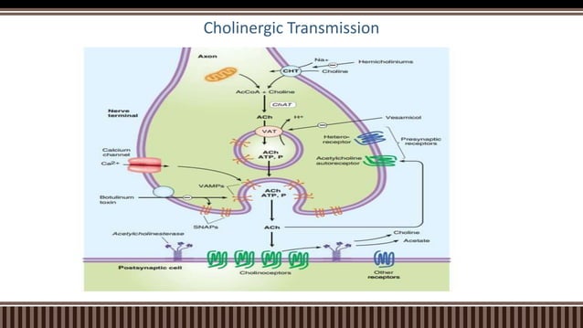 Cholinergic & Adrenergic Transmission.pptx