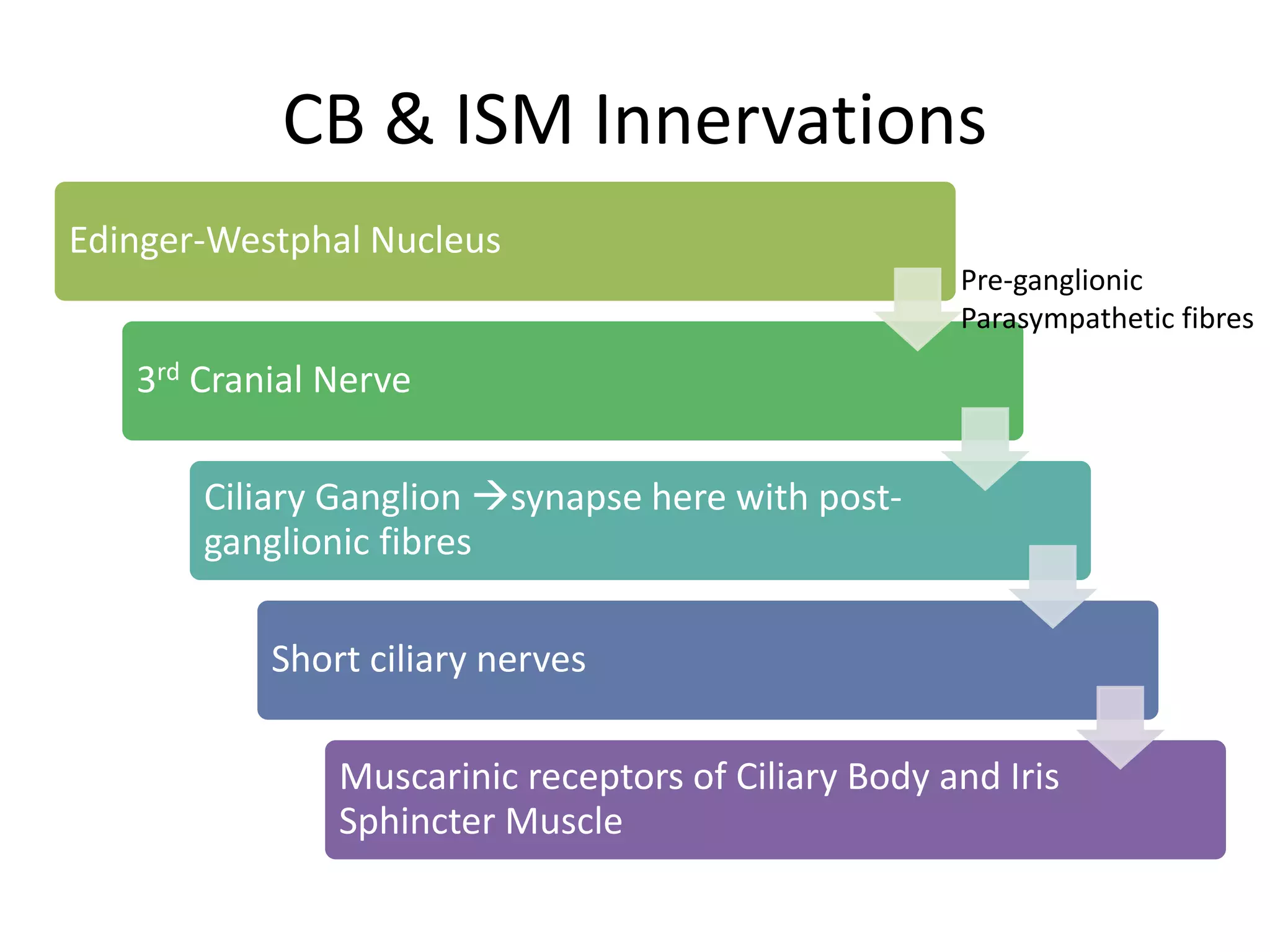 Cholinergic agent: Autonomic Drugs | PPT