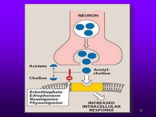 Cholinergic agents | PPT