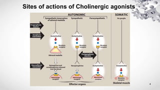 Cholinergic agonists | PPTX