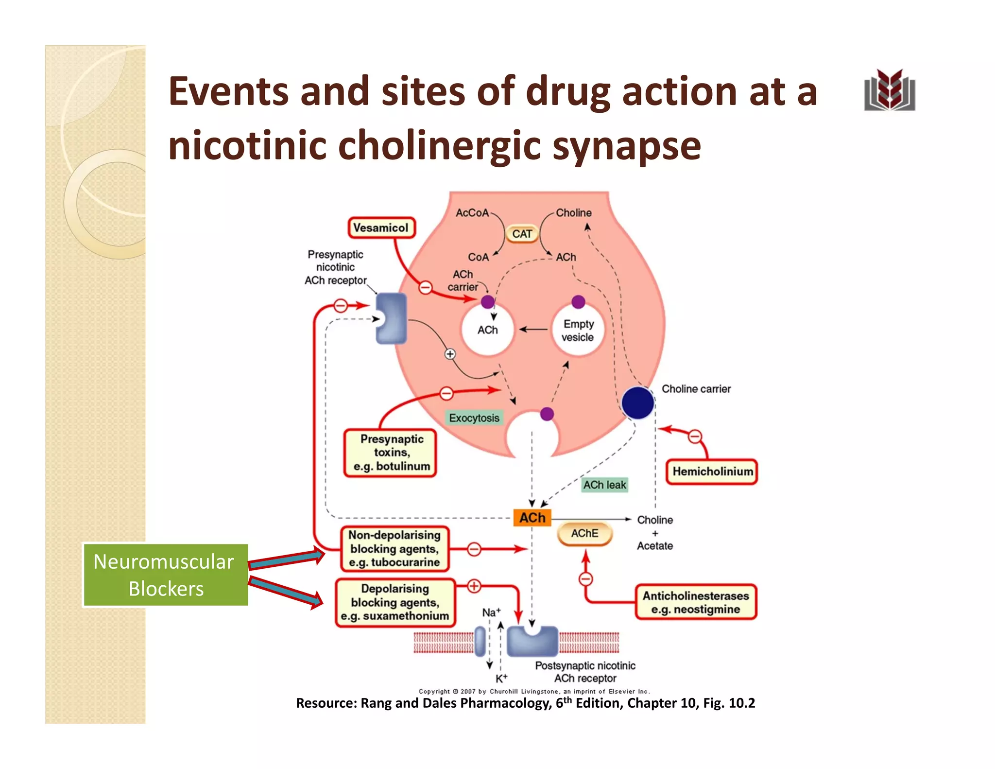 Cholinergic antagonists medicinal chemistry | PDF